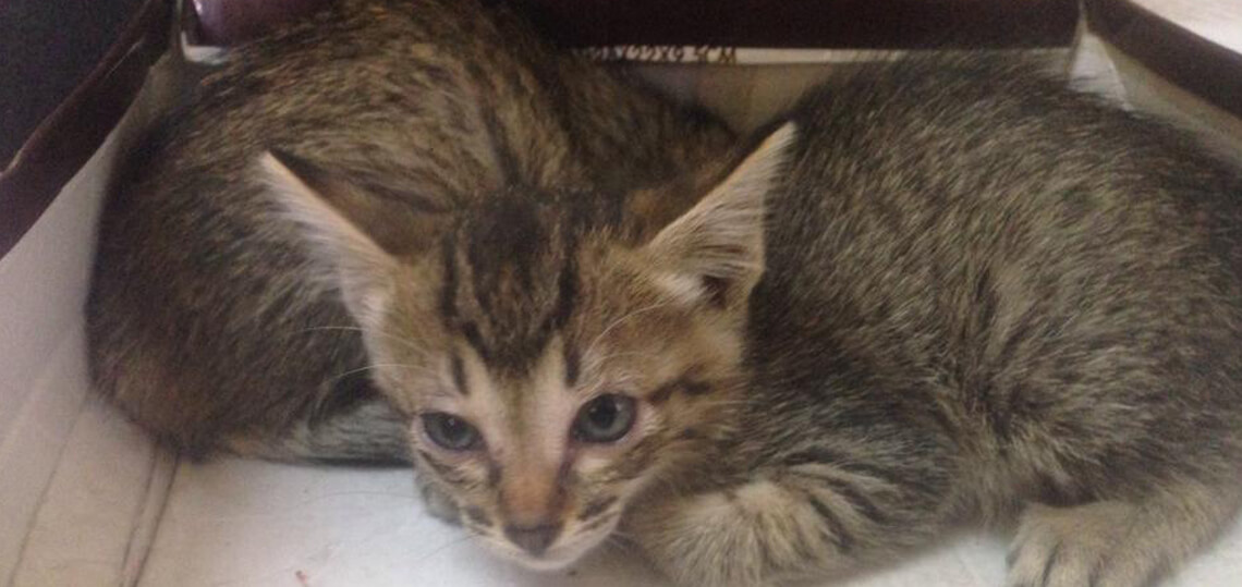 | Mayari Animal Rescue