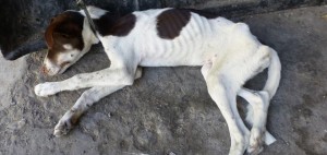 | Mayari Animal Rescue