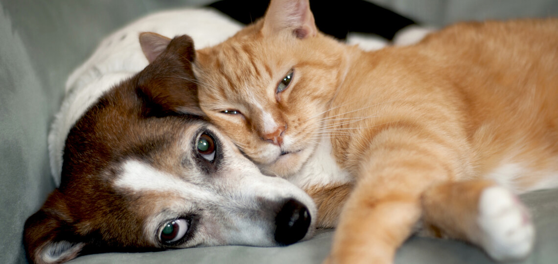 | Mayari Animal Rescue